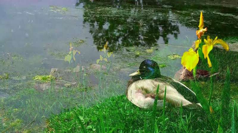 唯美舒缓 安静的森林