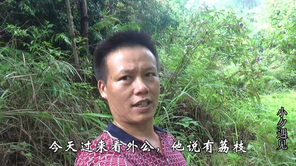 仲夏回家看外公,发现村里荔枝已经泛滥成灾,大家快回家摘荔枝!