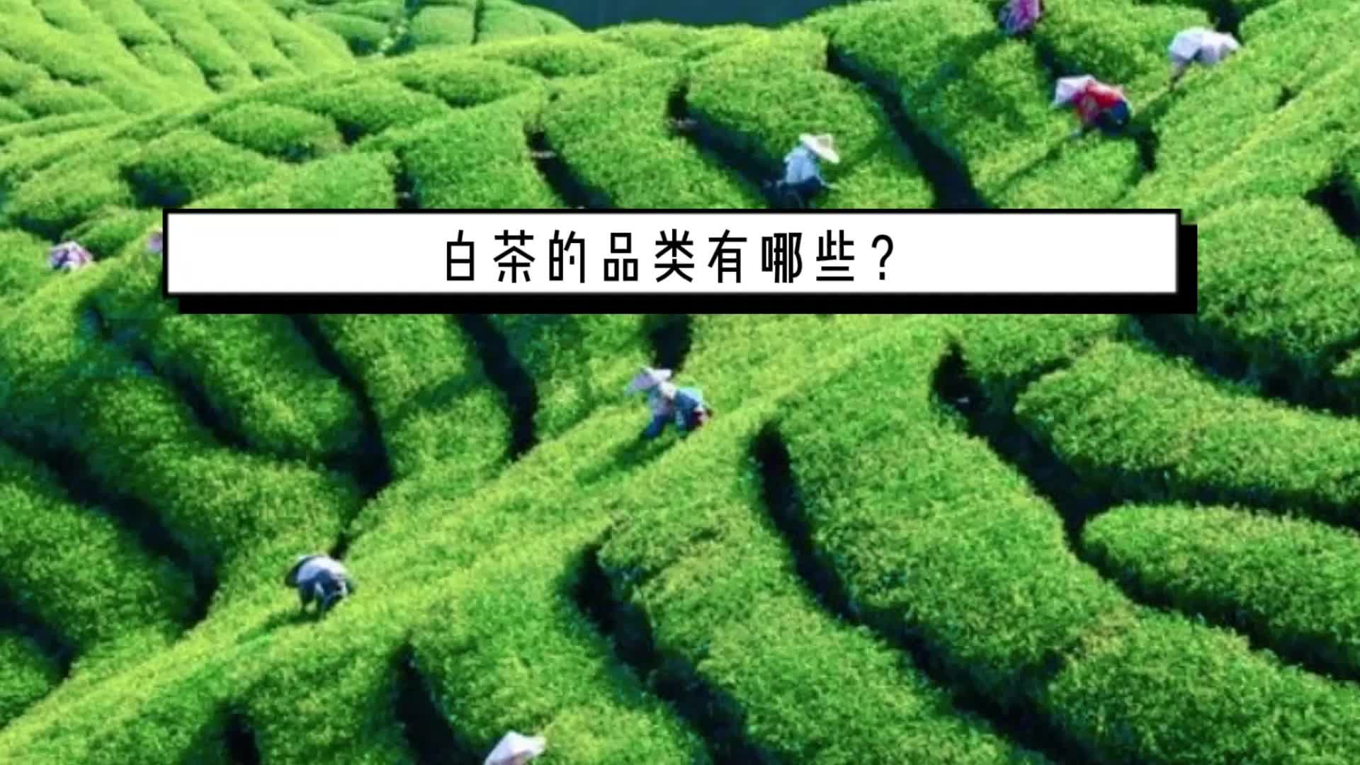 白茶入门 | 白茶的品类有哪些?