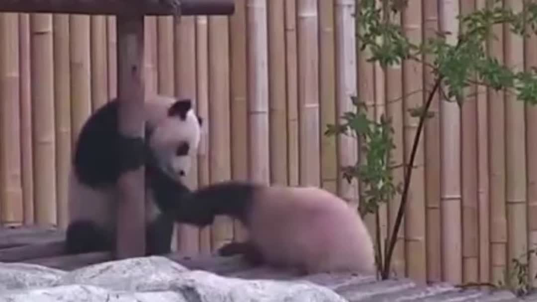 加拿大多伦多动物园爆熊猫翻滚视频 萌翻网友