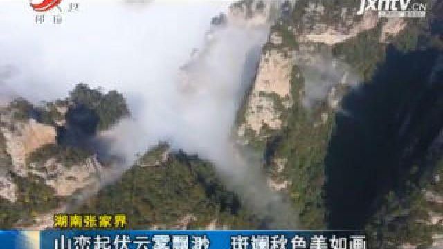 湖南张家界:山峦起伏云雾飘渺 斑斓秋色美如画