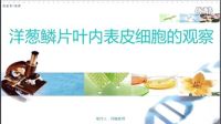 洋葱鳞片叶内表皮细胞的观察