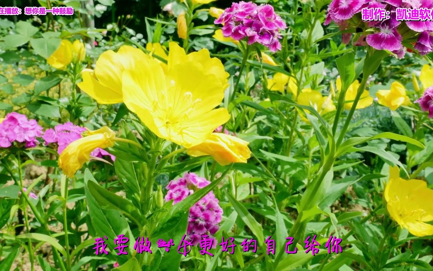 《想你是一种鼓励》欣赏,全民k歌mv制作上传