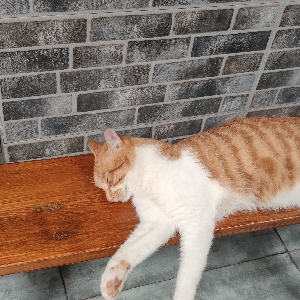 jjyaoao 
