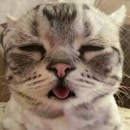 中医养生陈根旺 