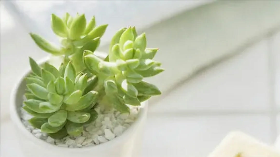 于芳:美在于如何实现自己的人生价值