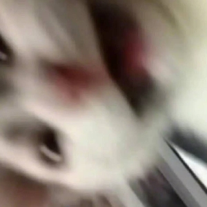 NogBillsan 