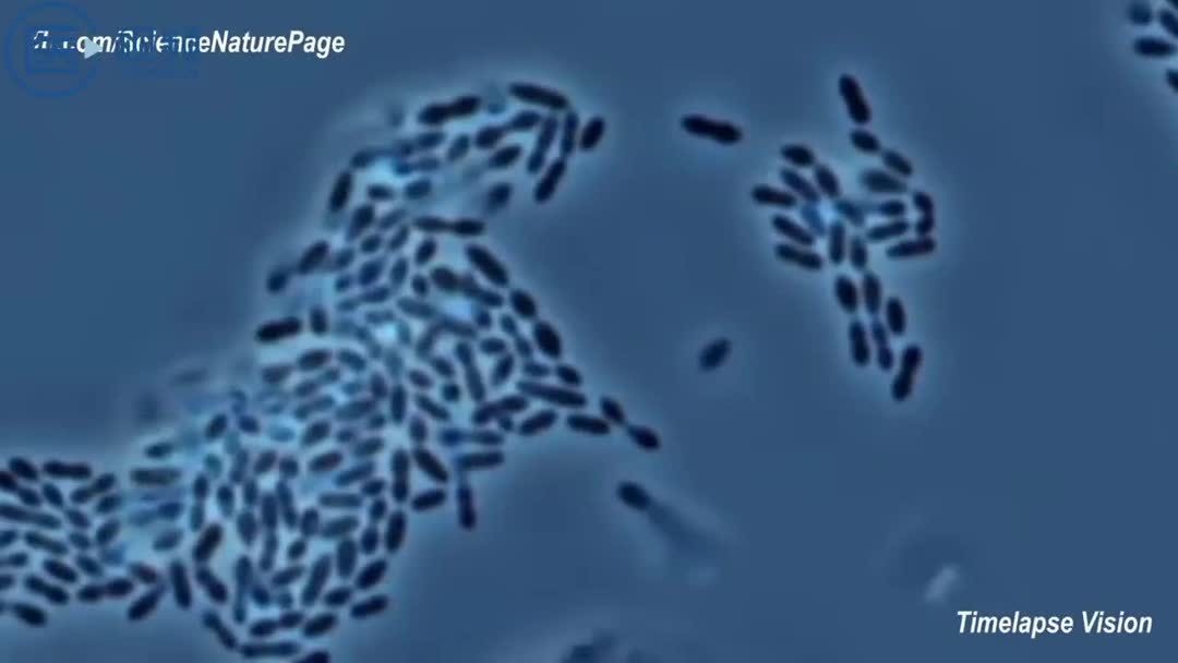 免疫细胞吞噬细菌了解一下?