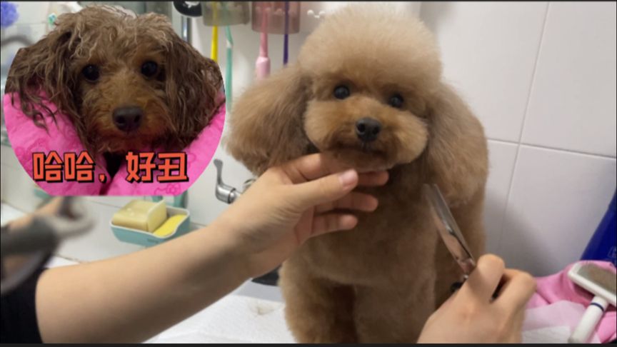六年经验的宠物美容师教你在家如何给狗狗洗澡。狗狗全程都很享受