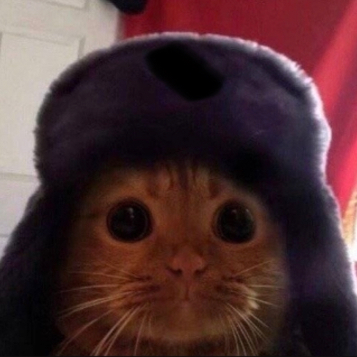 两只大猫猫头 
