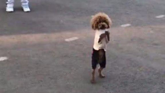 狗狗秒变模仿达人,跟大妈们一起跳广场舞,网友:奶奶养的狗?