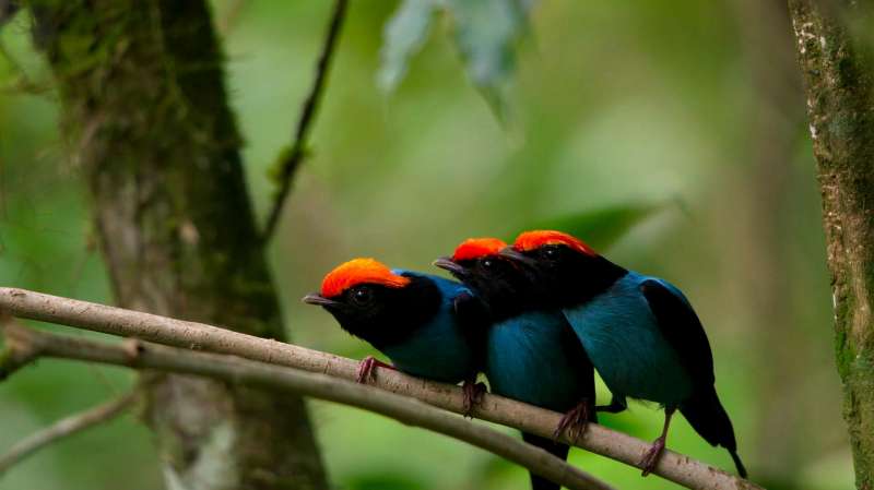 这只蓝色小鸟为追女朋友,叫来了三个基友帮忙,结局谁都意想不到