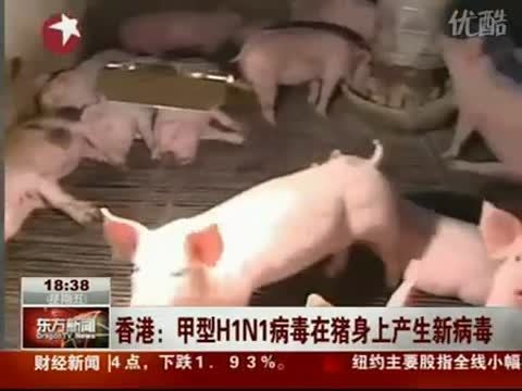 香港甲型H1N1病毒猪身上产生新病毒 100618 东方新闻