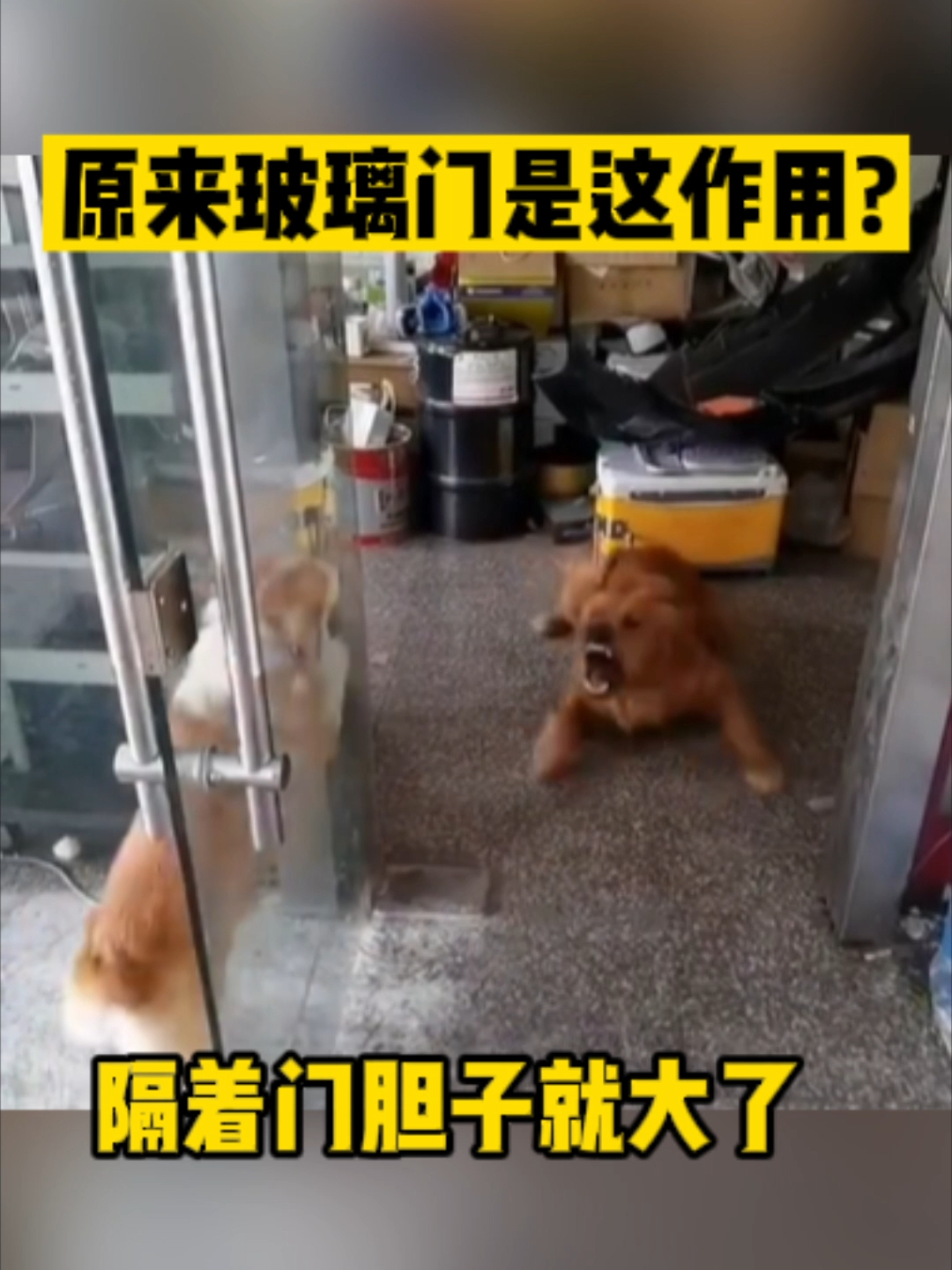 原来玻璃门还有这种作用?!隔着门胆子就大了