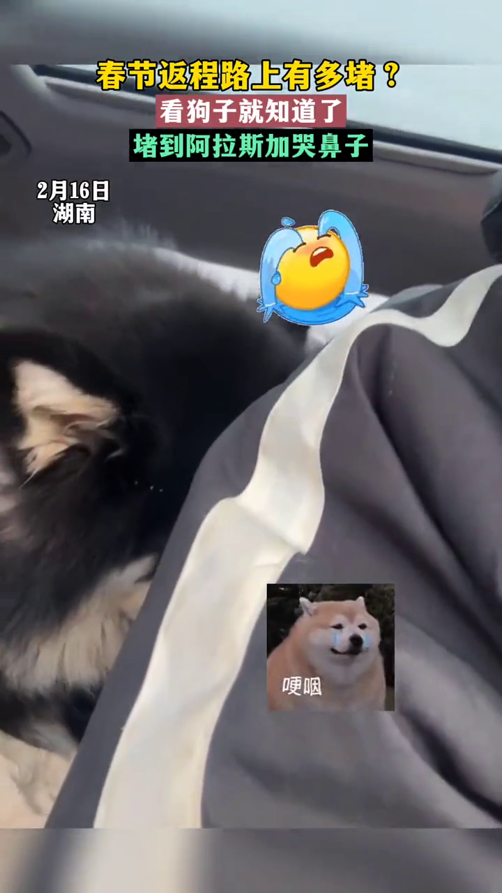 海南。春节返程路上有多堵,看狗子就知道了。堵到阿拉斯加哭鼻子