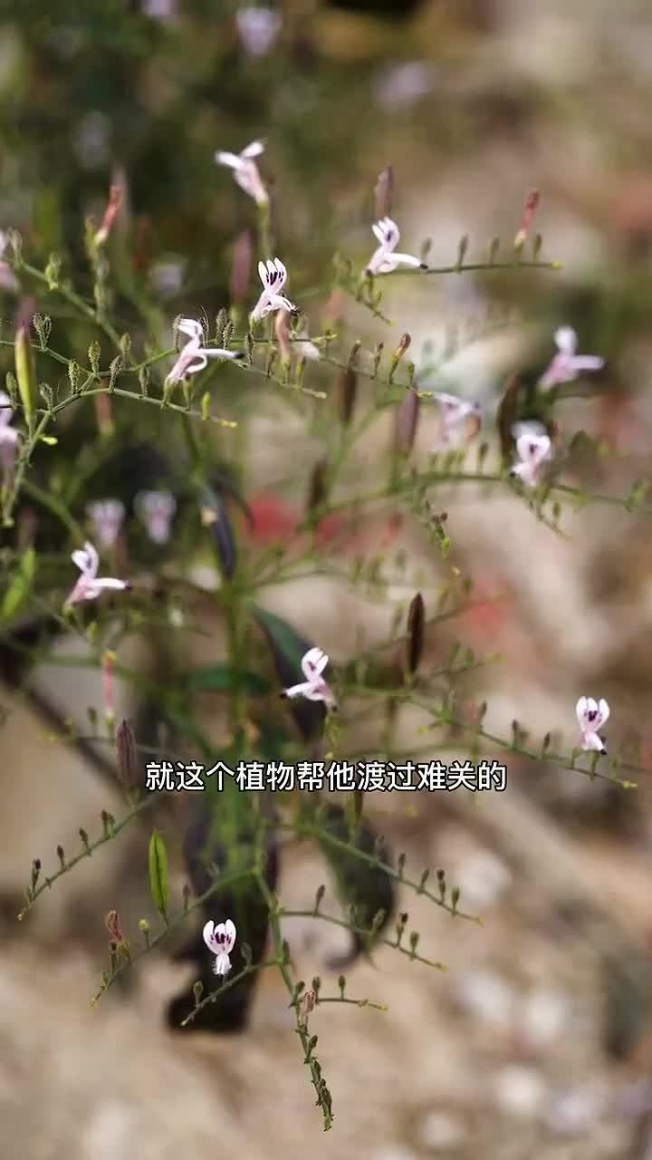 ...莲,花很可爱像米老鼠;#一日一植物 #一花一草一世界 #寒假充电计划