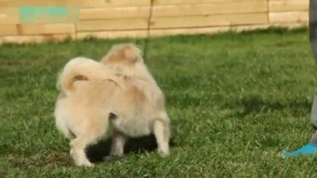 教狗狗上厕所 狗怎样训练 狗狗训练技巧大全