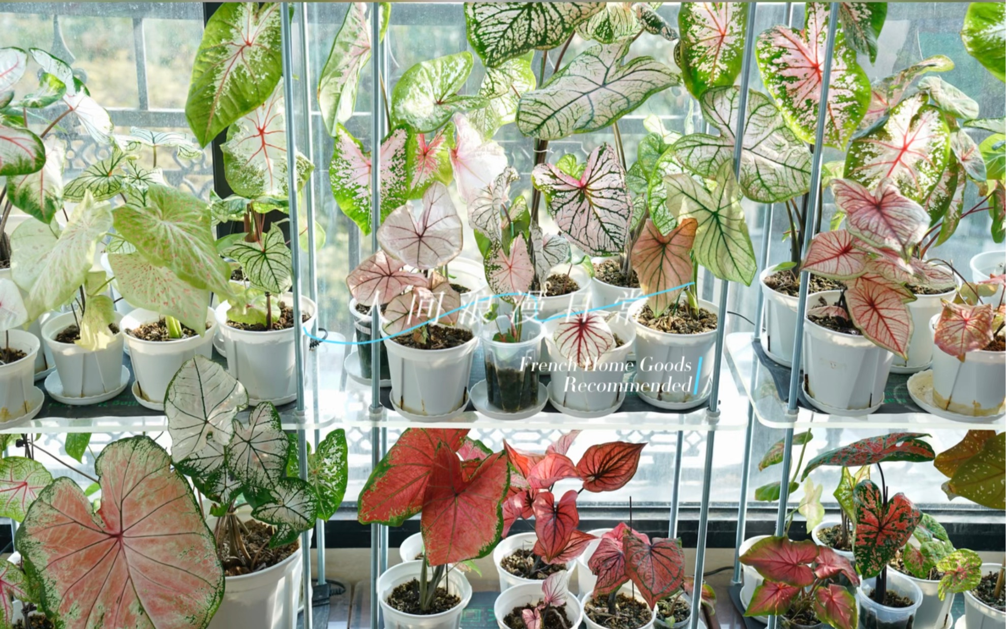 陪我跨年的彩叶芋