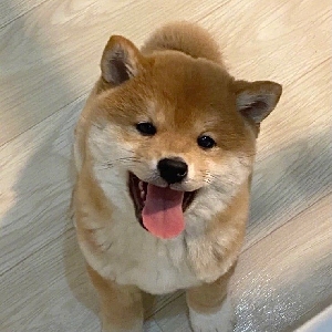 大汪大汪 