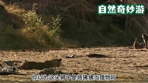 狒狒利用自己的高智商,与狮子设下陷阱坑害羚羊,真是阴险至极