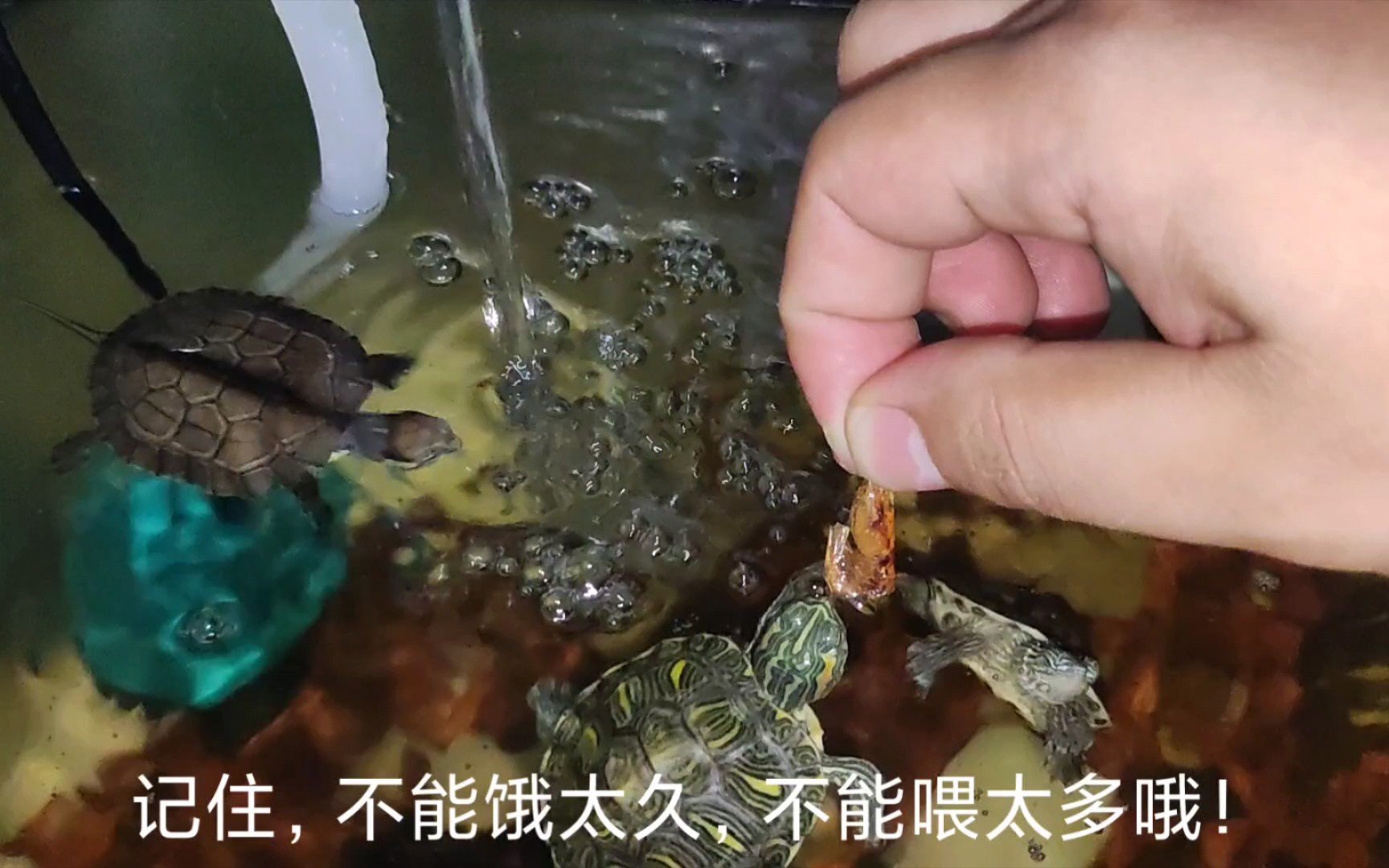 聊聊关于乌龟互动性的培养