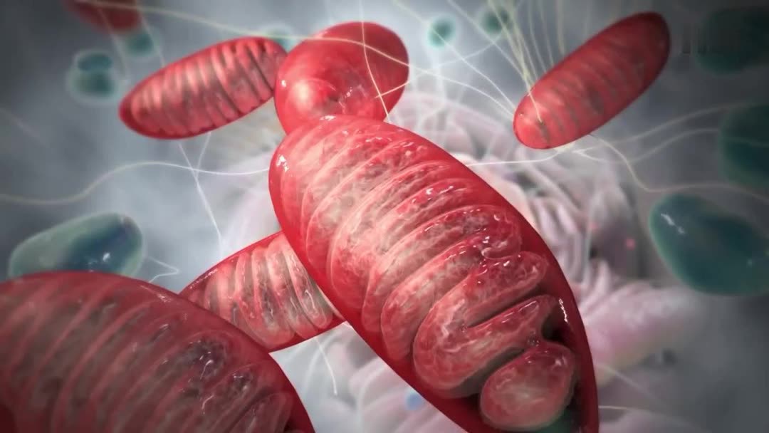 生物学-细胞结构3D动画