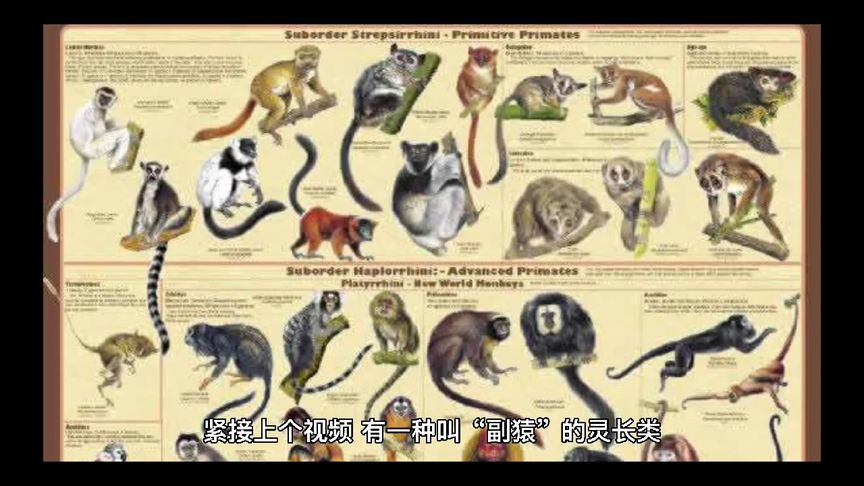 人类起源的演化过程(下)