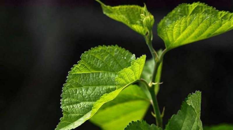 除了蚕吃桑叶外,用它泡水还有出乎意料的功效,别浪费了!