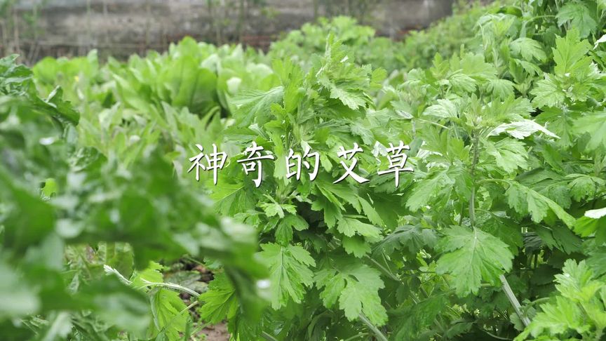 艾草居然有这么多的作用!你知道吗?