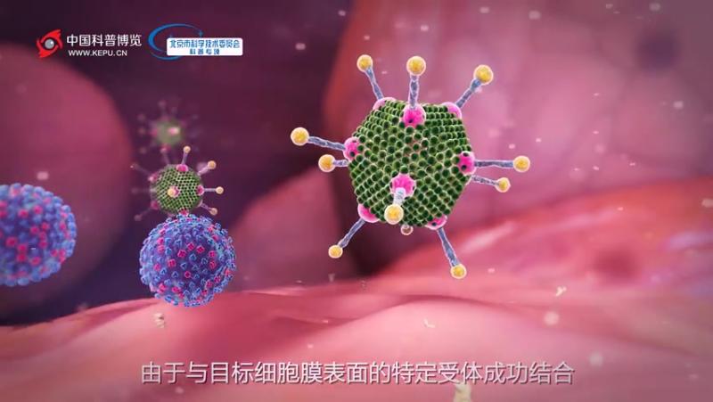...保护人体的?】病毒是如何入侵人体的?进入人体后怎样大量复制?...