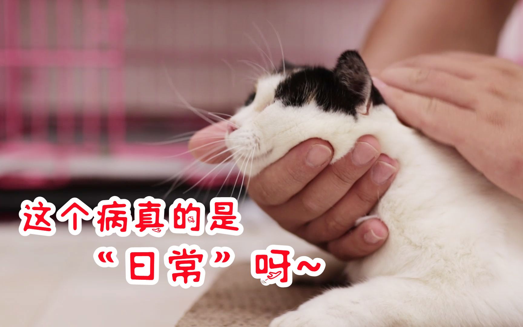 噢~又要带ta去宠物医院了!