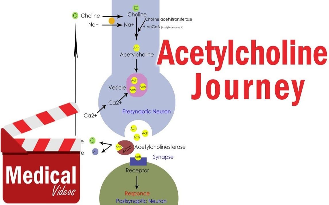 两分钟介绍神经科学系列 #60 acetylcholine 乙酰胆碱 转载自YouTube ...
