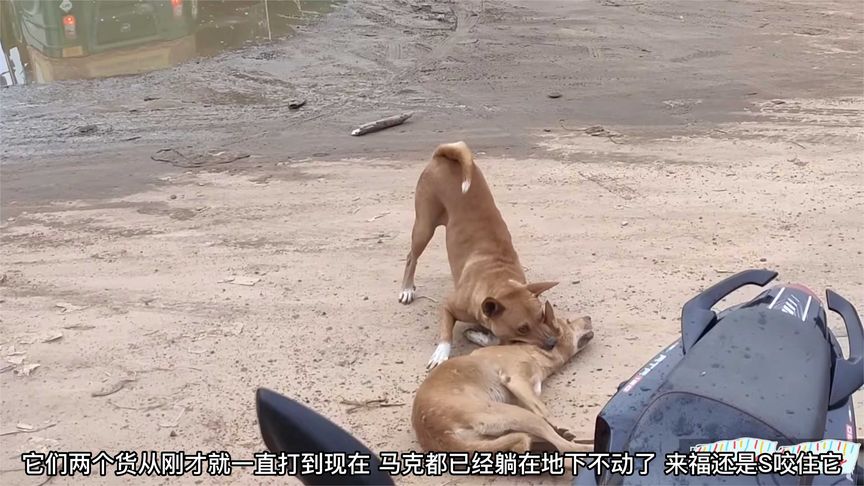 流浪狗咬到一起去了,用水泼它都不离开,狗还张大嘴巴咬住狗腿