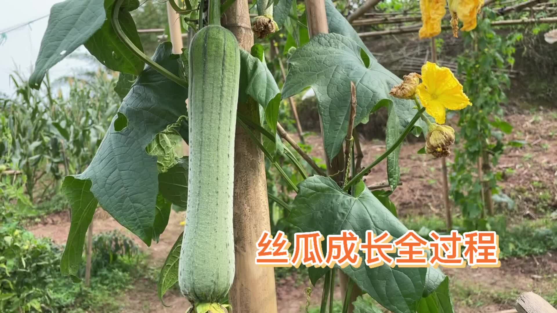 管子哥种植丝瓜生长全过程,育苖,栽种,开花结果,收获,享用