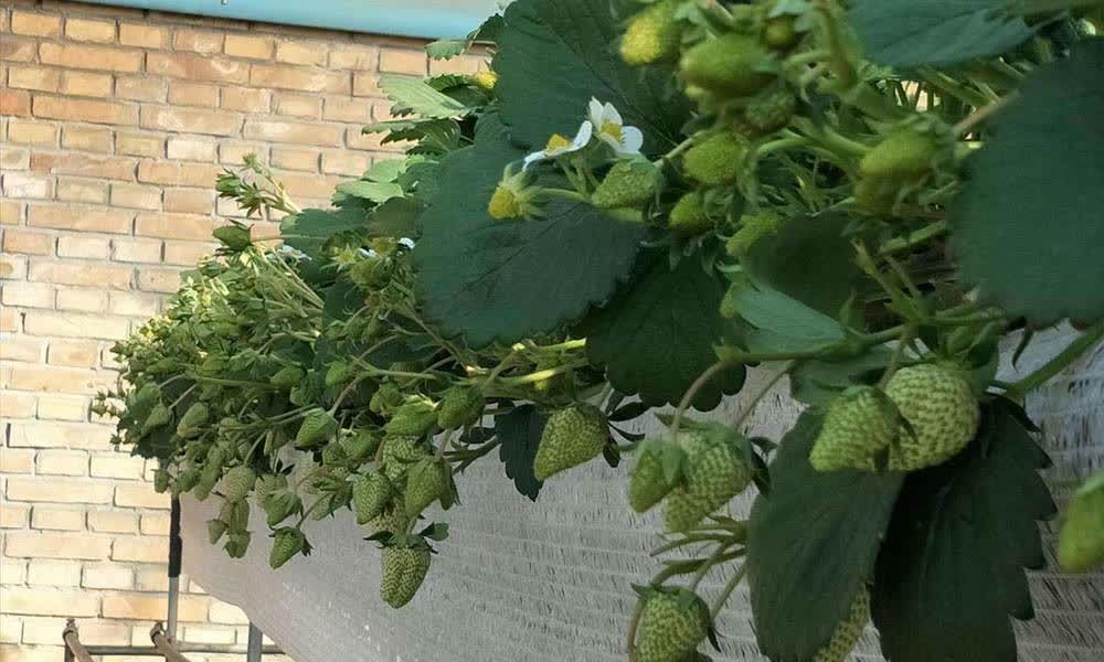 草莓这样栽种,服盆生长快,半个月挂满红果子