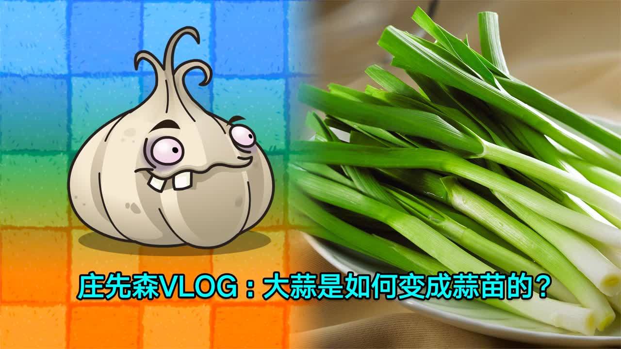 庄先森vlog:一颗大蒜头慢慢成长为七仔的一顿饱餐的过程