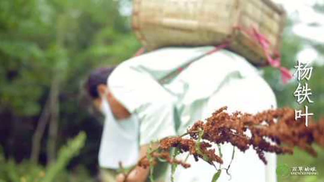 立秋时节采集杨铁叶,一种浑身是宝的植物