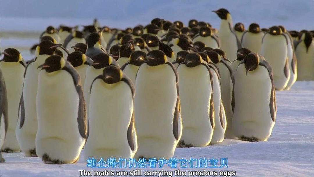 第1集:从南极到北极