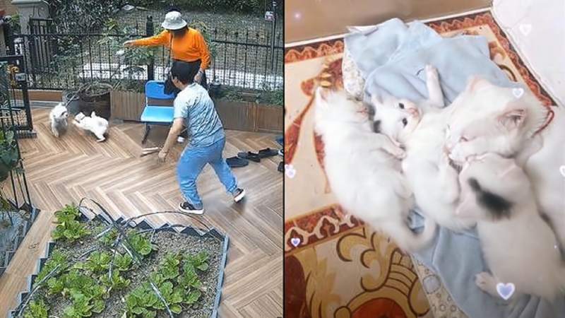 女子牵狗进院,猫咪却突然冲出撕咬小狗,主人:有猫仔,母爱爆发