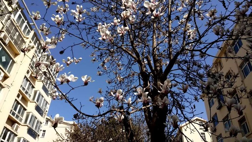 春天来了,小区内满眼的花儿竞相开放,粉白色的玉兰花儿