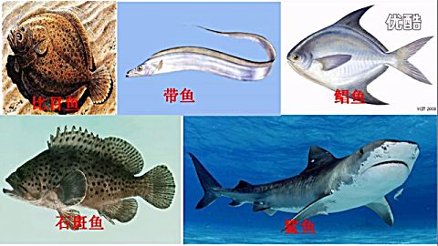 初中生物八年级上册第一章第四节鱼
