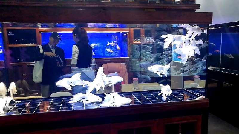 你鱼缸用的什么过滤?水泵流量合理吗?我这里有计算方法