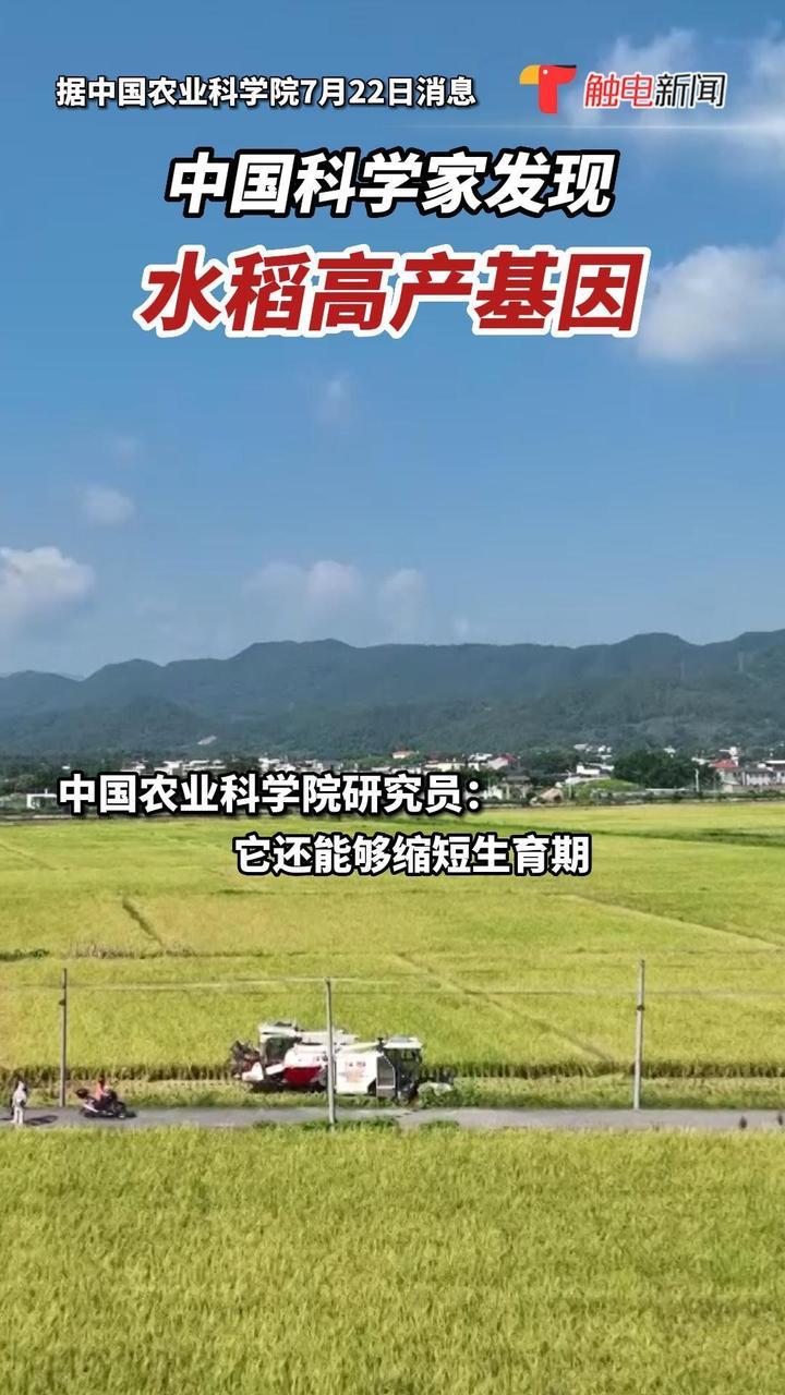 7月22日,中国农业科学院发布,我国科学家团队在研究中发现水稻高产.