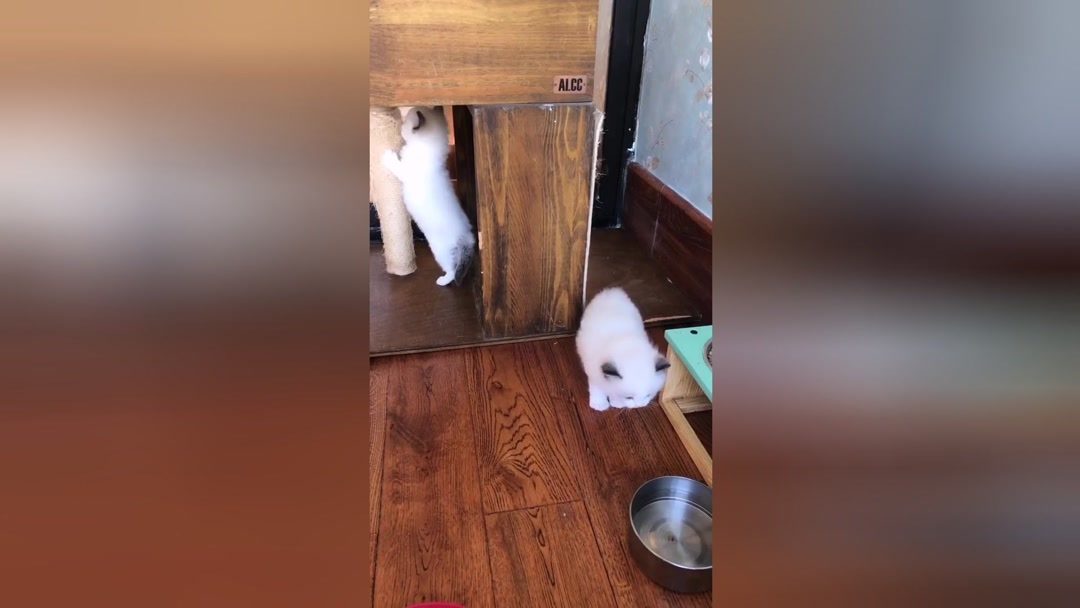 布偶猫是个不同月龄阶段变化很大的品种猫,长大了那么仙那么美小...
