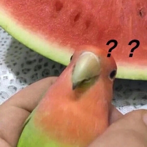 万能的鹦鹉 