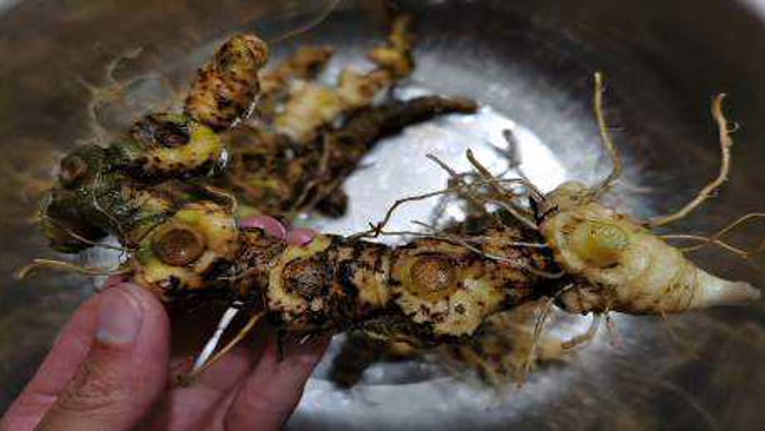 挖几棵野生黄精认识一下!山区农民当蔬菜来食用,大家是否吃过?