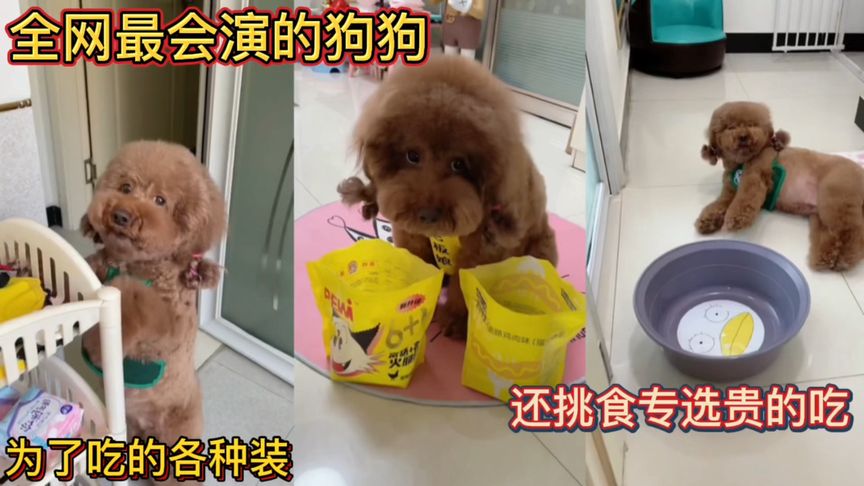 全网最会演的狗狗!为了吃的各种装!还挑食专选贵的吃!