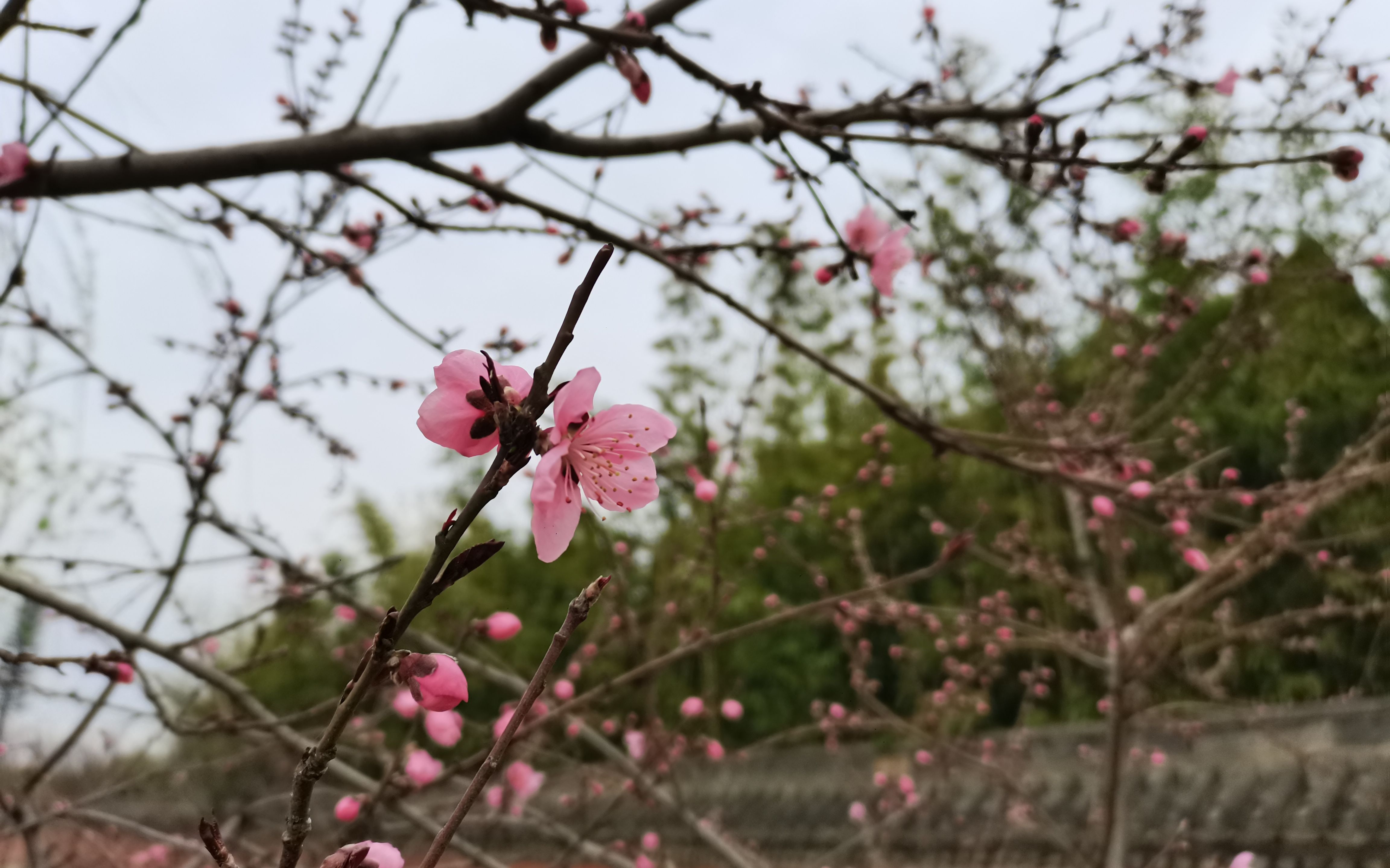 ...你去远征》《妻子》梁和平、任毅作词歌曲献礼第十一次全国文代会