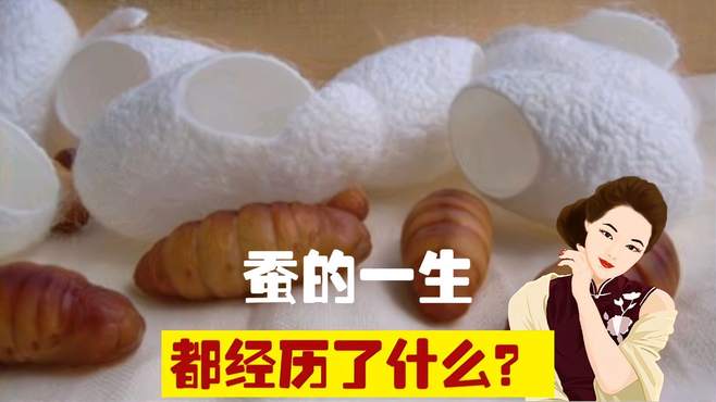 蚕的一生,都经历了什么?