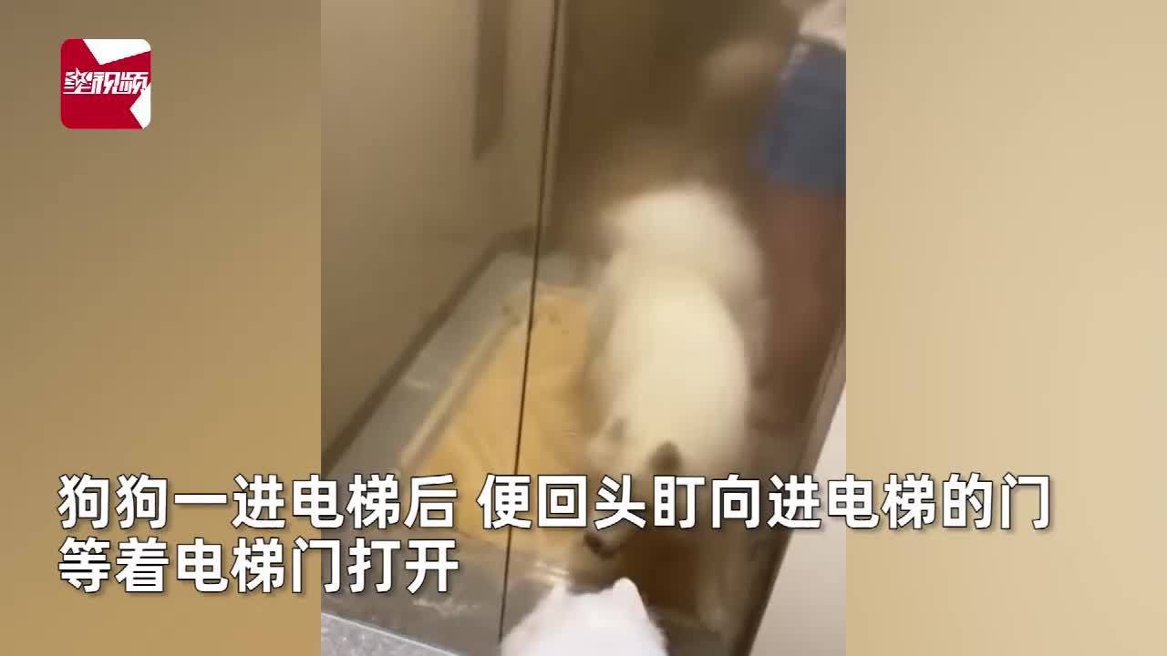 笑哭狗狗第一次坐双边开门电梯,对向开门后还死盯进门口不走